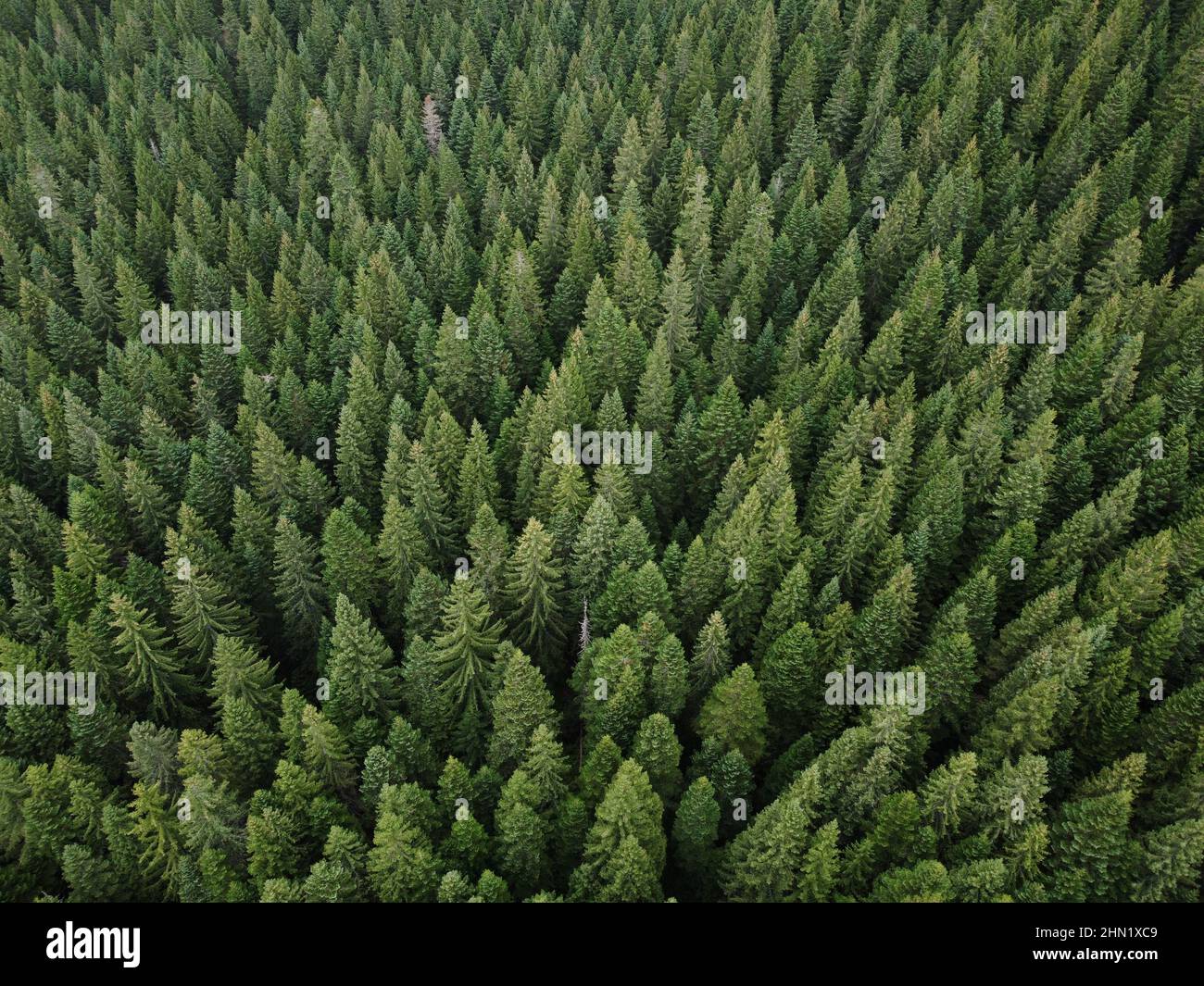 Aerial top view pine forest. Texture of coniferous forest view from ...