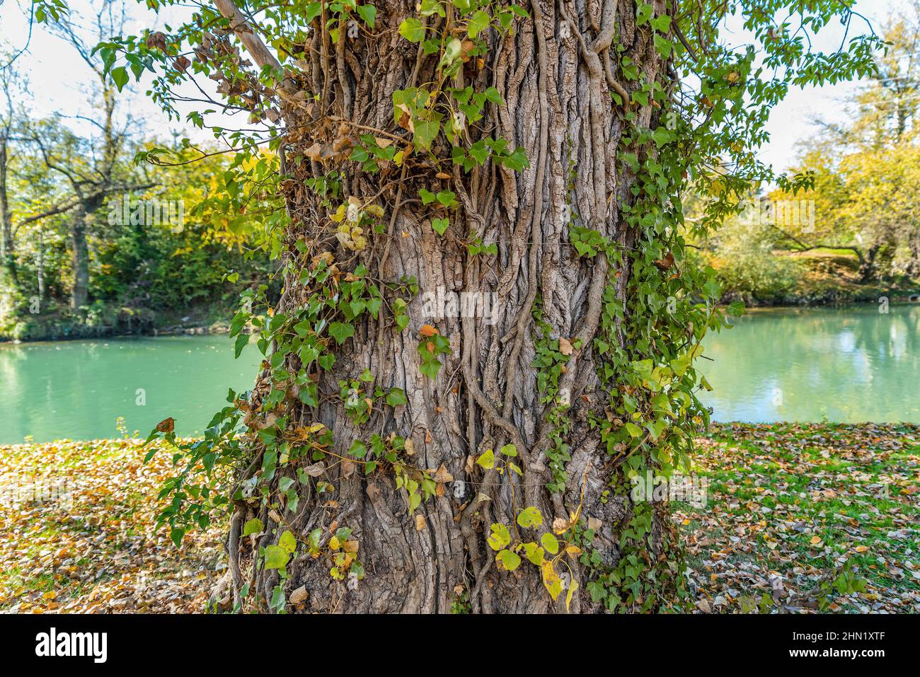 Close up big tree covered with ivy in the forest with river in the ...