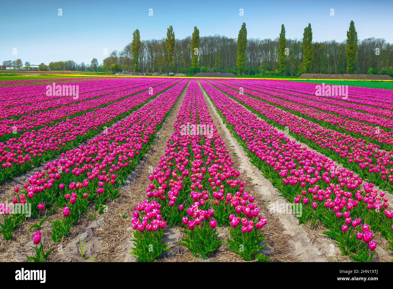 Stunning farmland and agricultural plantation with colorful tulip ...