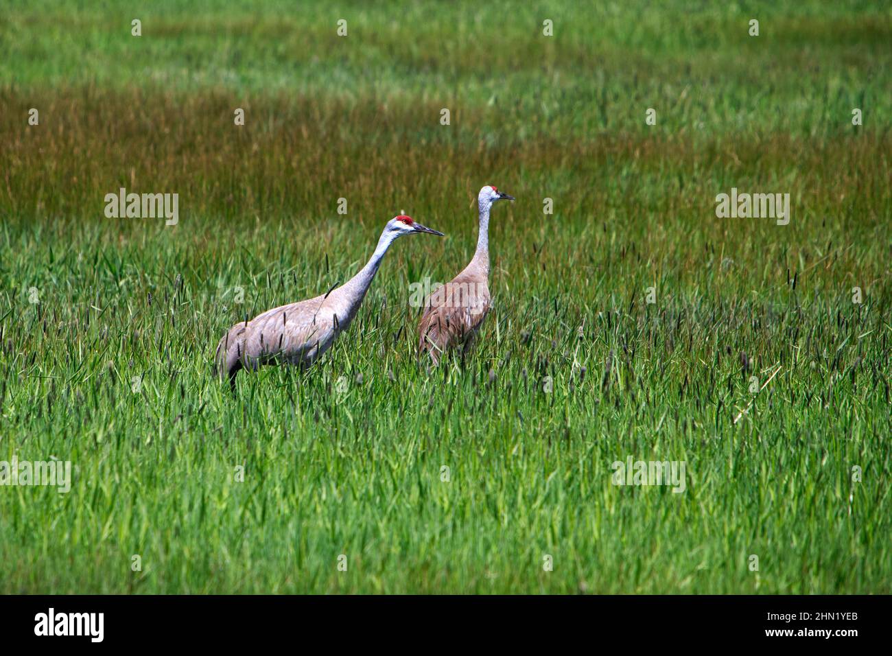 Grays lake wildlife refuge hi-res stock photography and images - Alamy