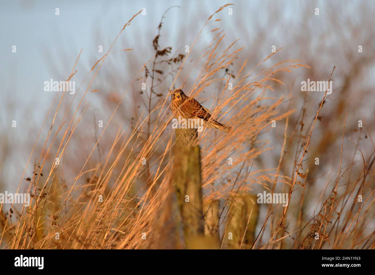 A Kestrel sat on a fence post in long grass shot in the golden hour ...