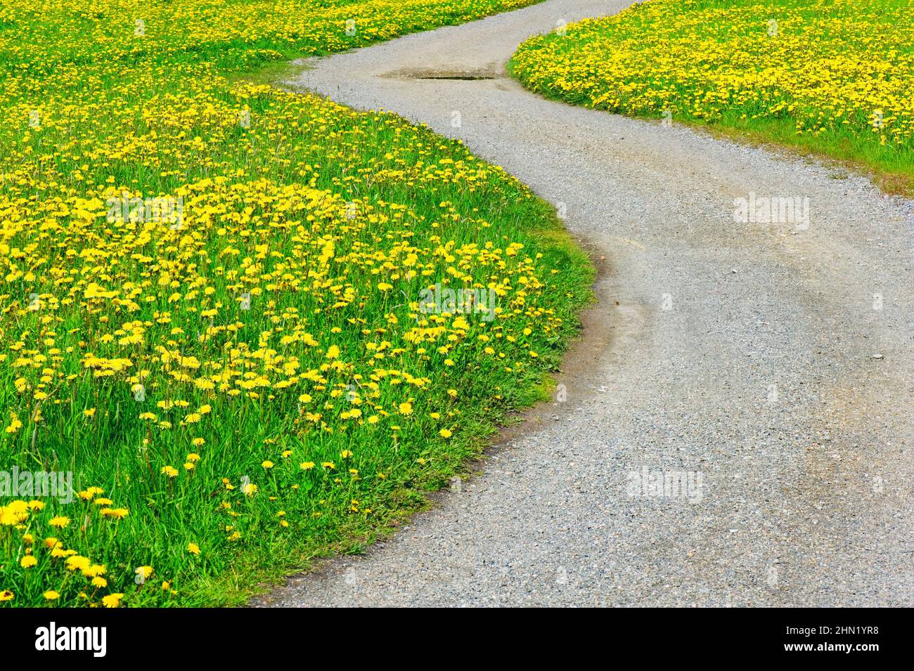 Winding dirt road through field of dandelions Stock Photo - Alamy