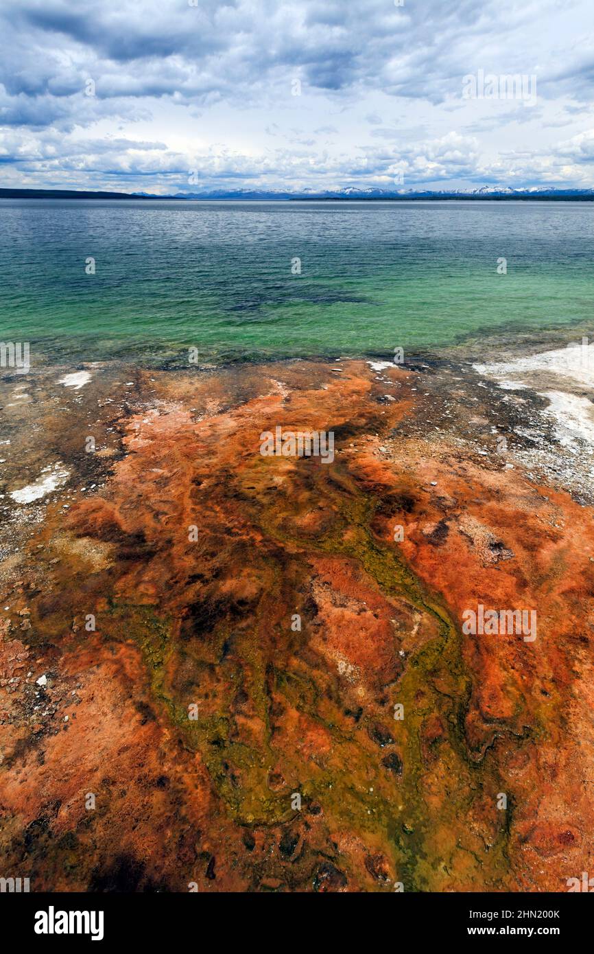 Bacterial Bloom in hot spring runoff water flowing into Yellowstone ...