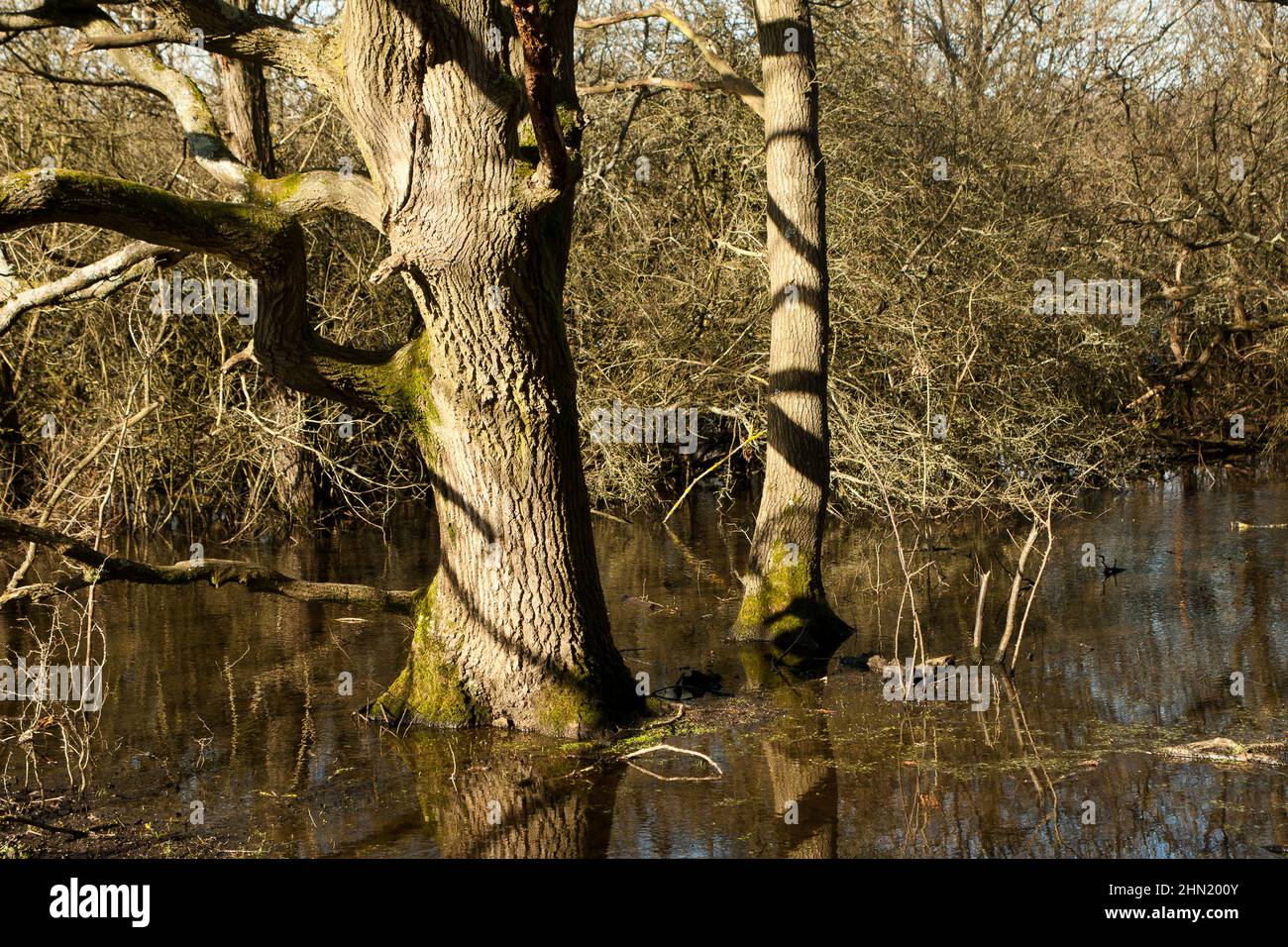 Epping forest connaught water hi-res stock photography and images - Alamy