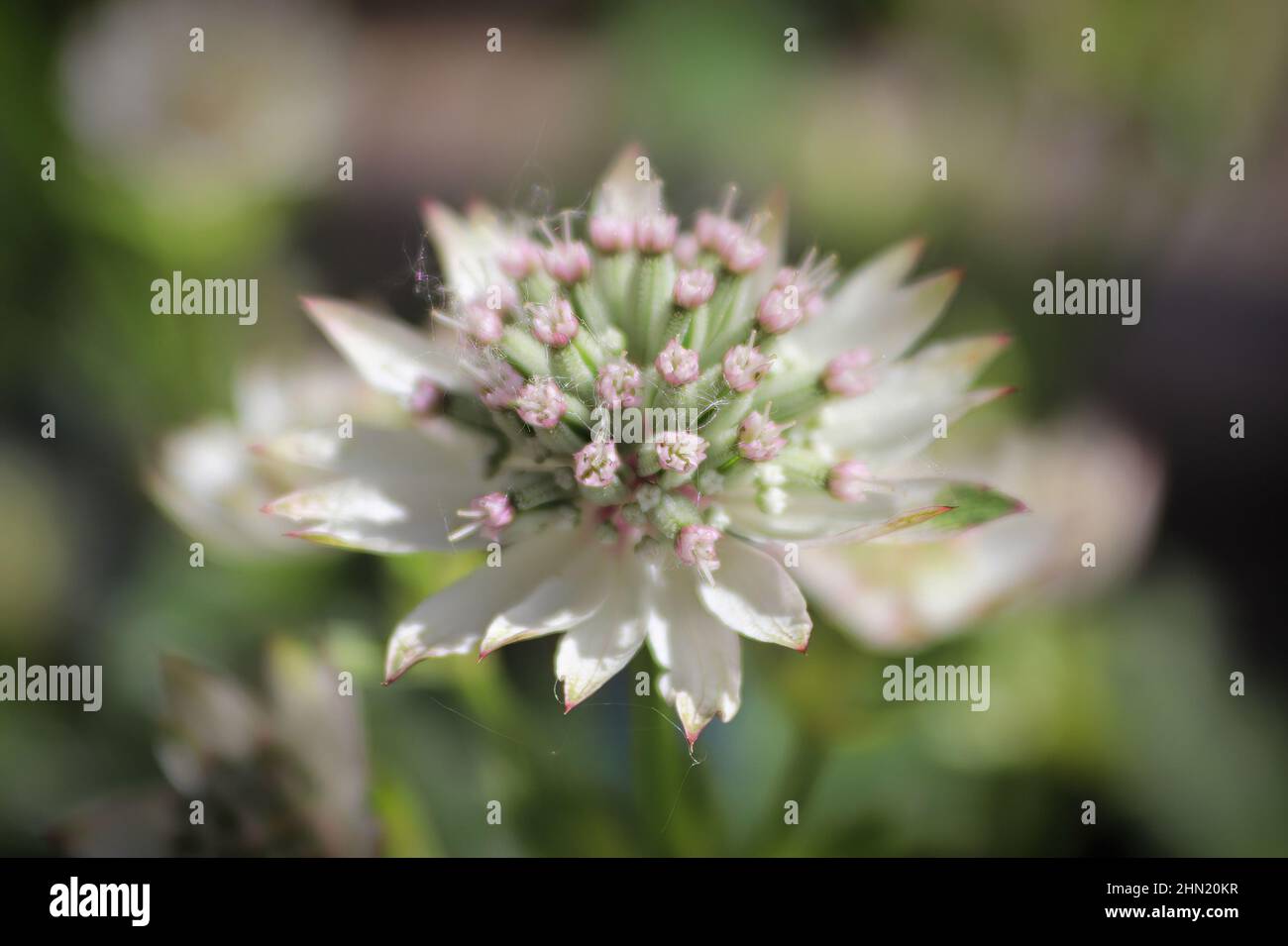 Macro view of pink and white masterwort flowers Stock Photo - Alamy