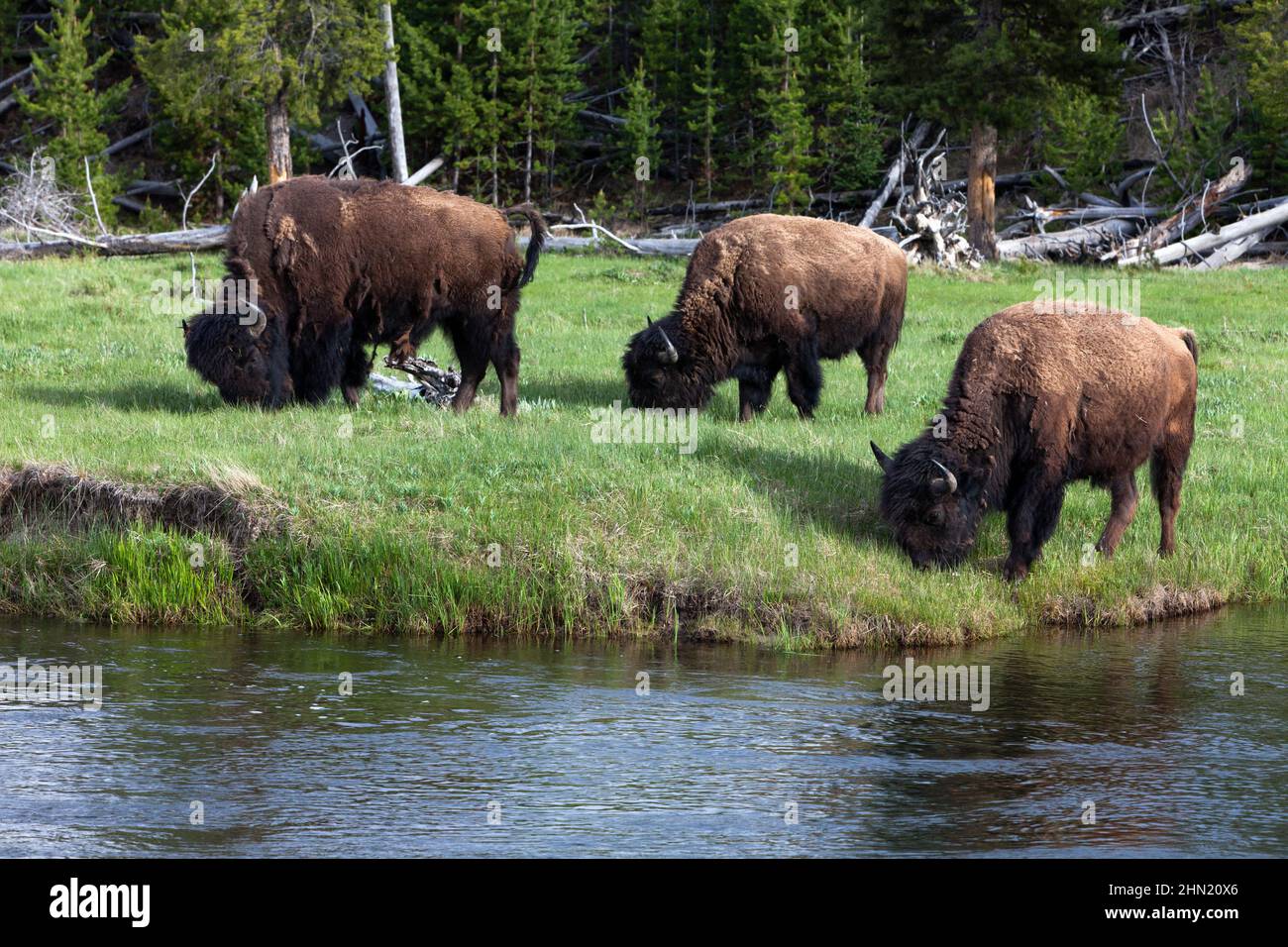 Yellowstone river and bison hi-res stock photography and images - Alamy