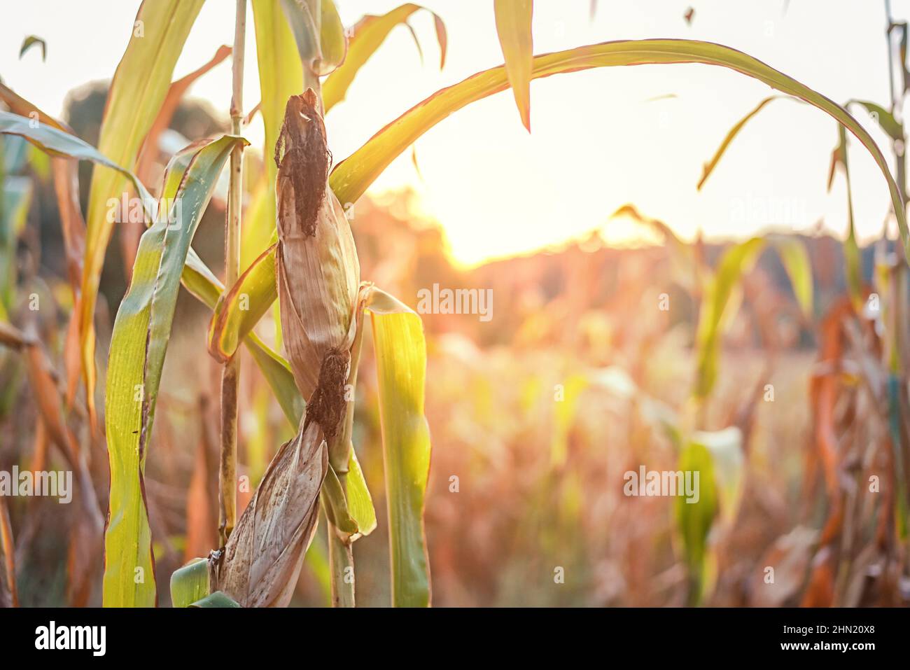 Corn field in sunset background Stock Photo - Alamy
