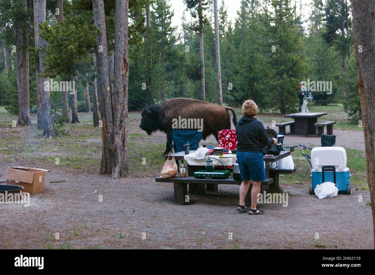 American Bison (Bison bison) in Madison camping ground, Yellowstone NP ...