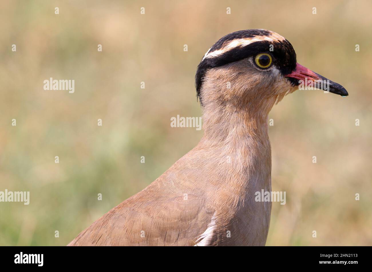 Crowned Plover, South Africa Stock Photo - Alamy