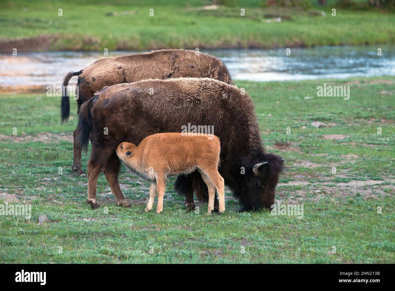 American Bison (Bison bison) cow suckling calf, Madison River valley ...