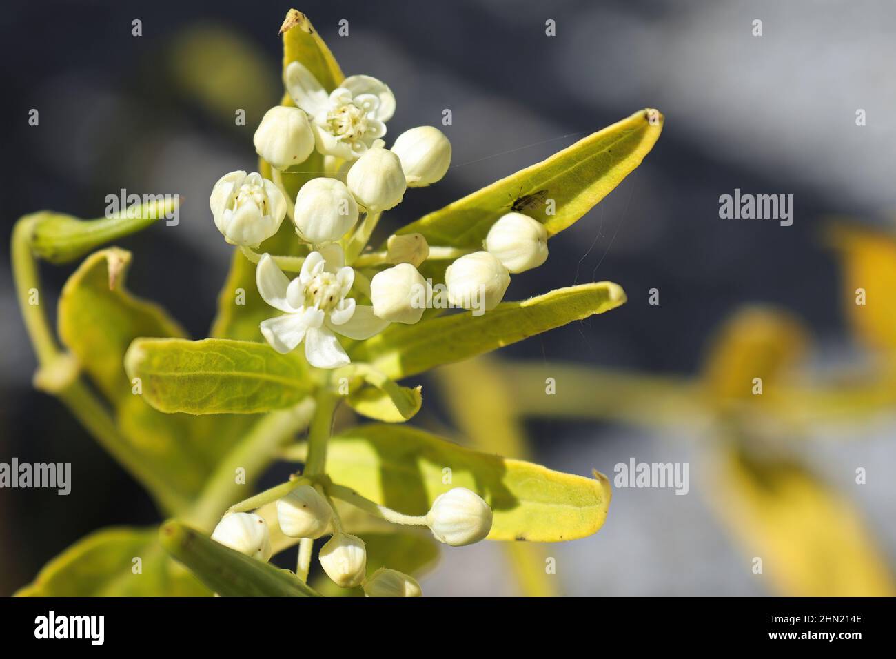 White butterfly weed buds on a stalk in spring Stock Photo - Alamy