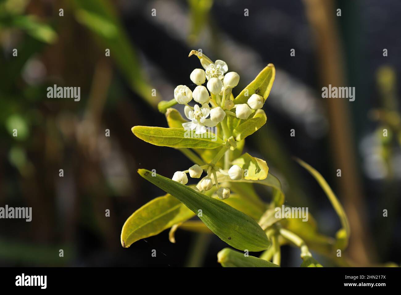 White butterfly weed buds on a stalk in spring Stock Photo - Alamy