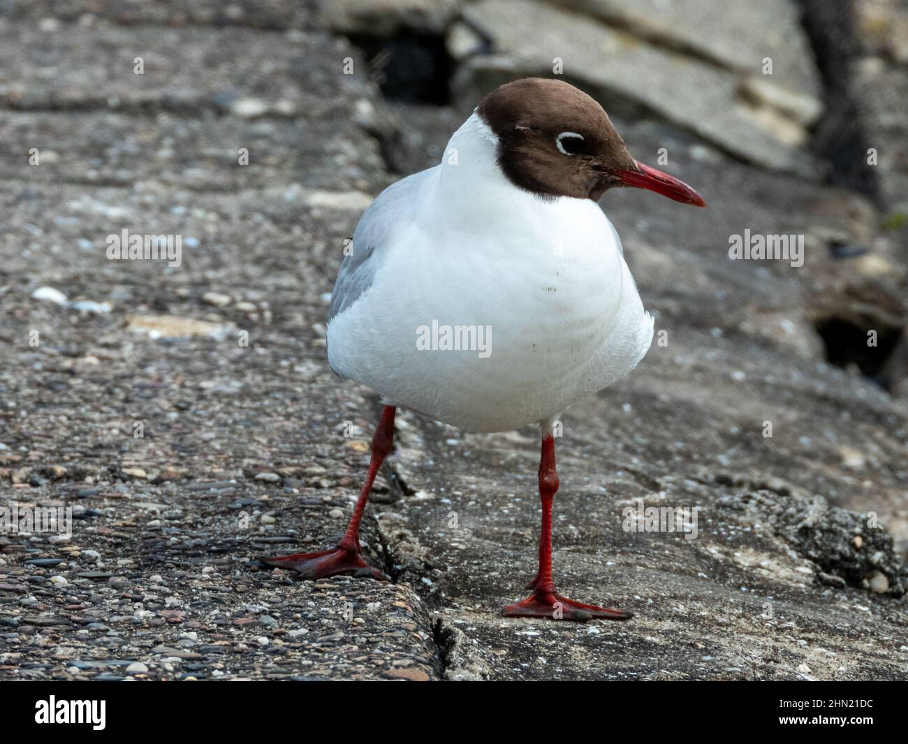 The black-headed gull (Chroicocephalus ridibundus) is a species of gull ...