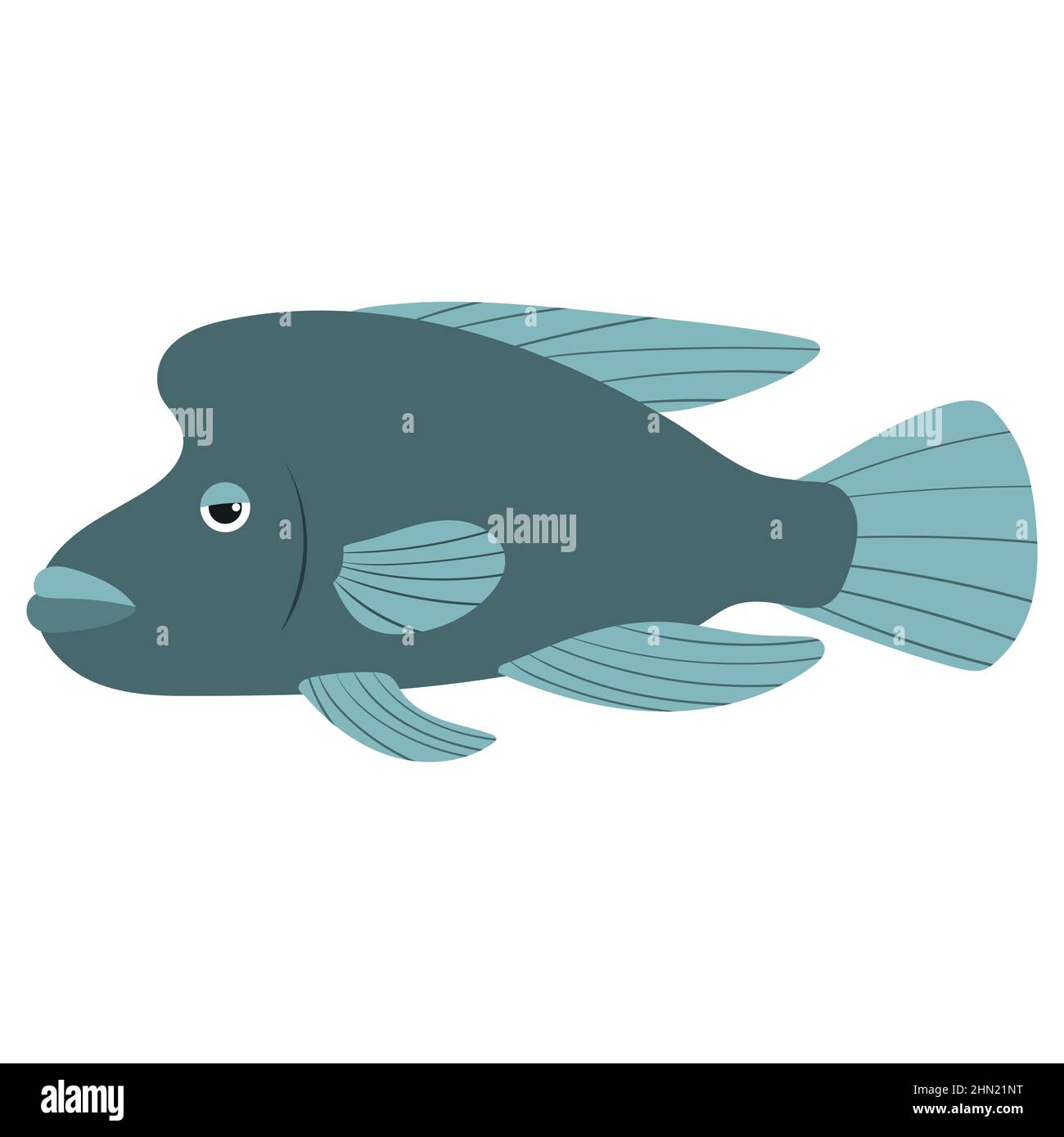 Humphead or giant wrasse Cut Out Stock Images & Pictures - Alamy
