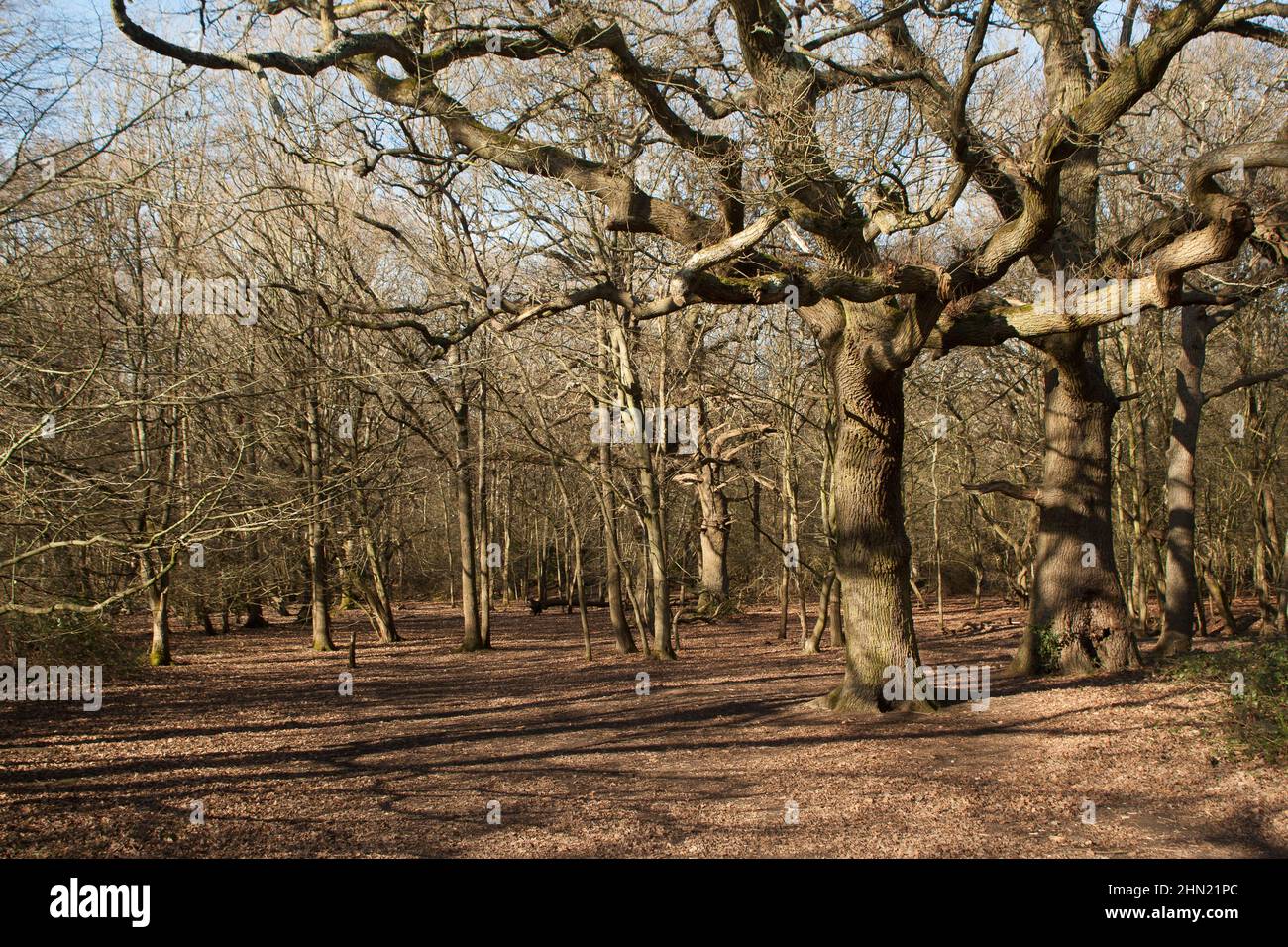 Epping Forest England