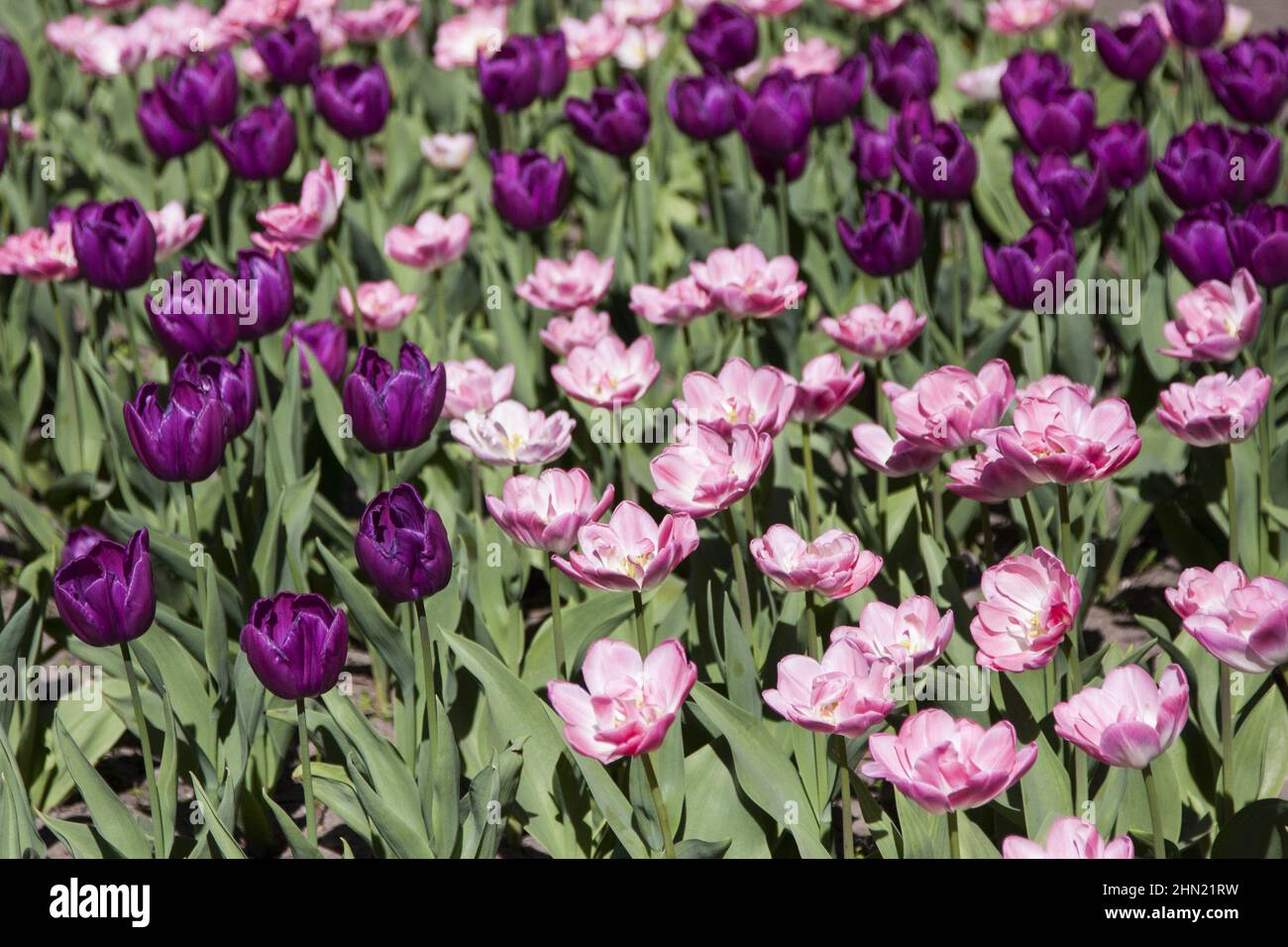 Beautiful field with blooming pink and purple tulips Stock Photo - Alamy