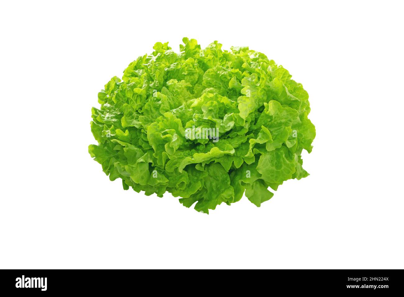 Batavia green lettuce salad head isolated on white. Leafy vegetable ...