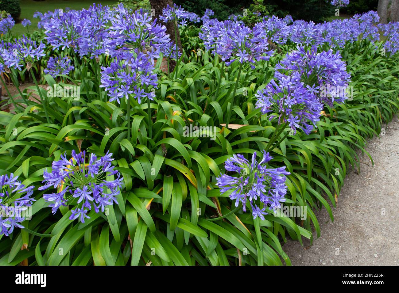 Agapanthus blue flowers in the garden. Lily of the Nile or African lily ...