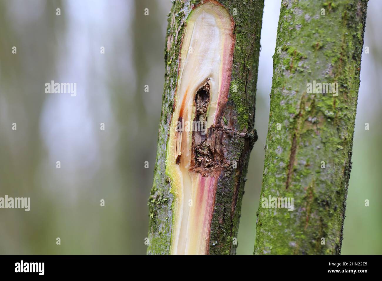 Willow shoot in an energy crop plantation injured by weevil beetle ...