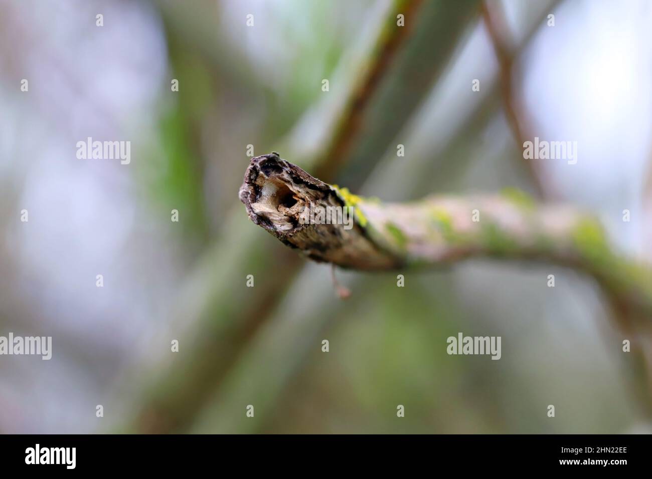 Willow shoot in an energy crop plantation injured by weevil beetle ...