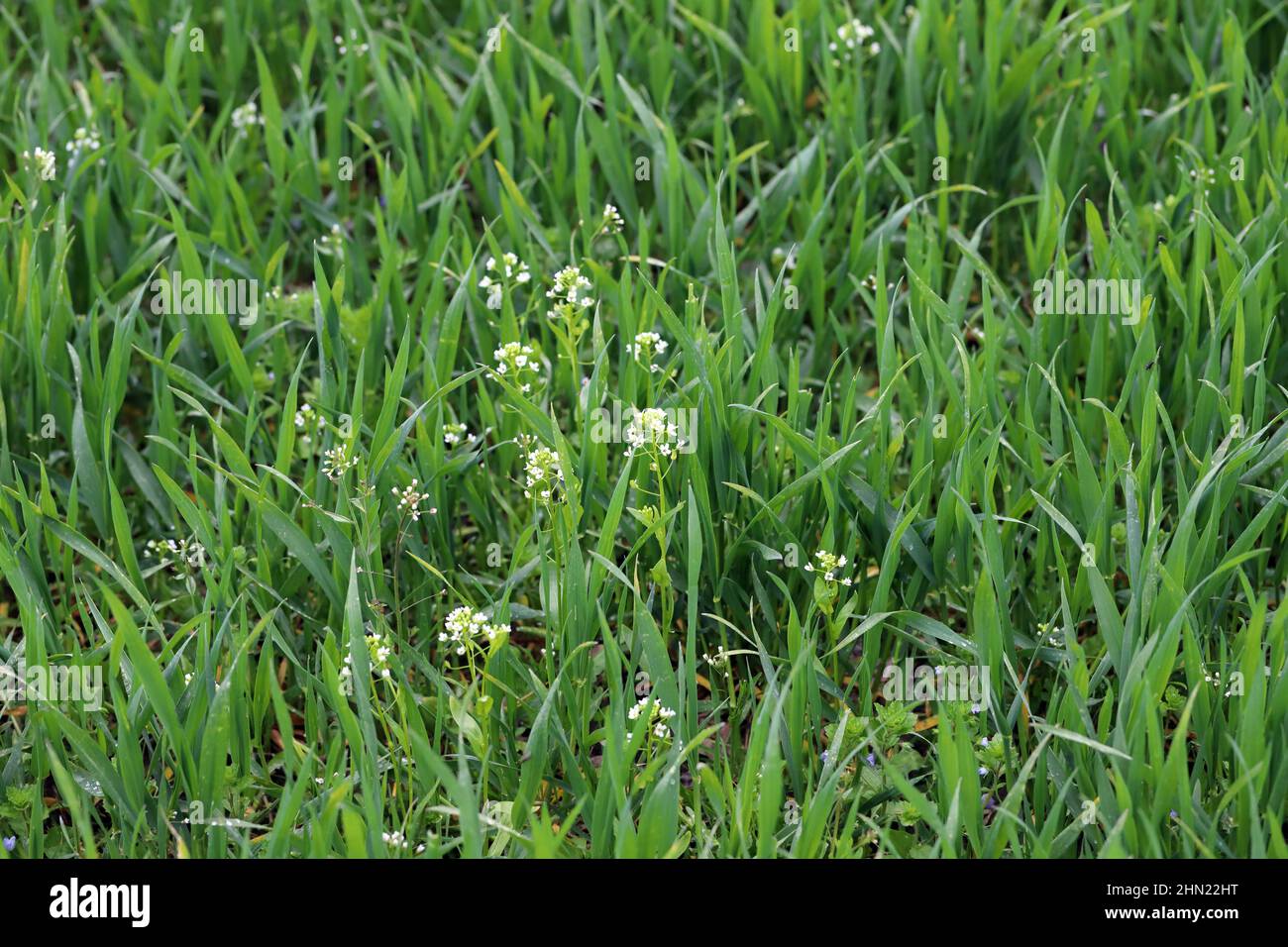 Cereal crop weeded by Capsella bursa-pastoris, known as shepherd's ...