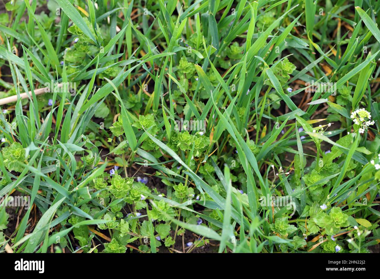 A cereal crop heavily infested with different weed species Stock Photo ...