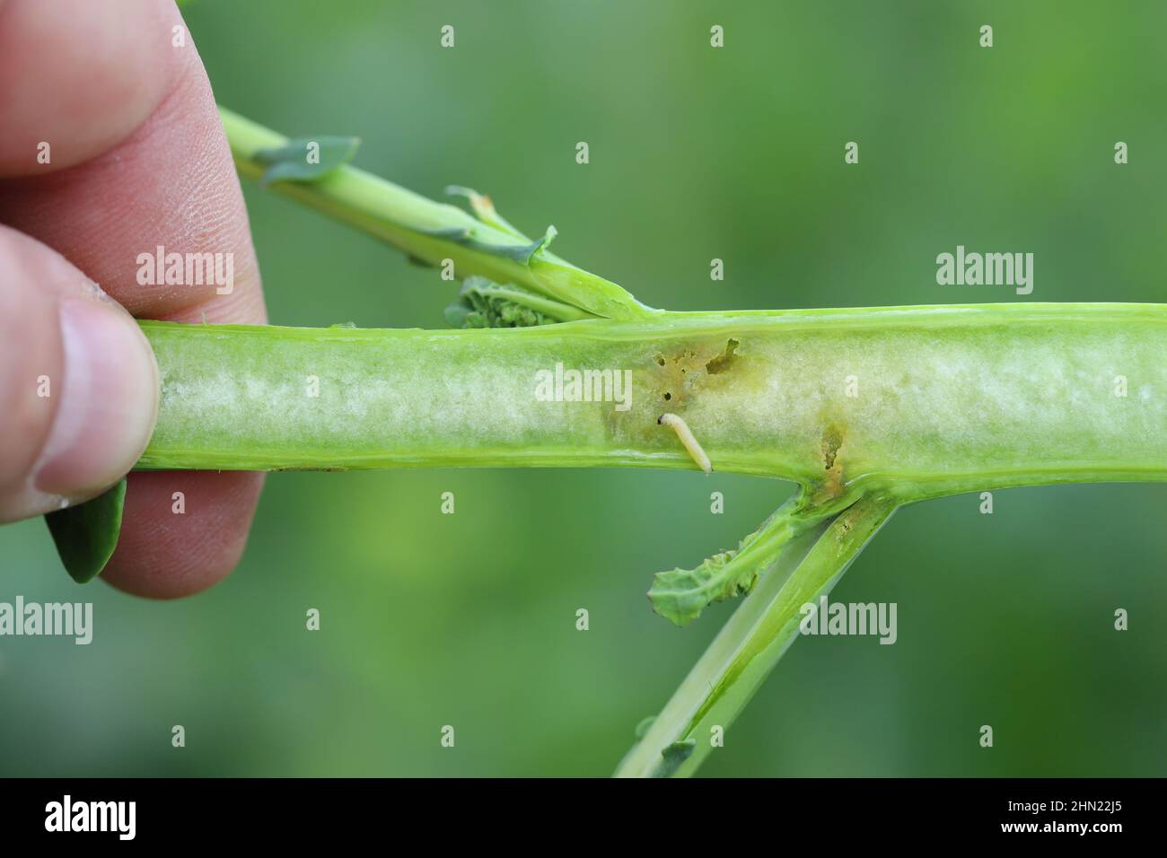 Larva of Cabbage Stem Flea Beetle (Psylliodes chrysocephala) in damaged ...