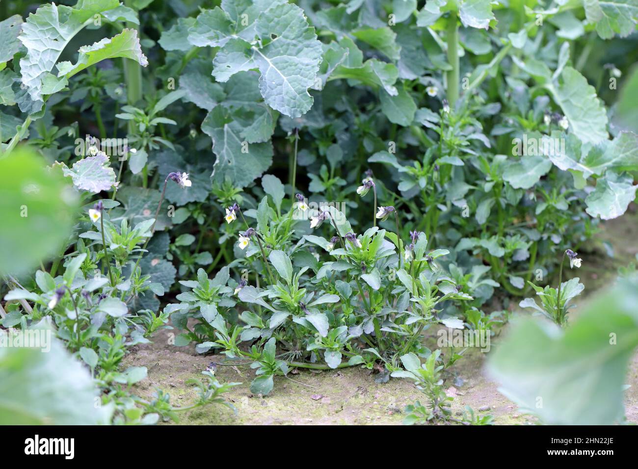 Rapeseed weeded by Viola arvensis is a species of violet known by the ...