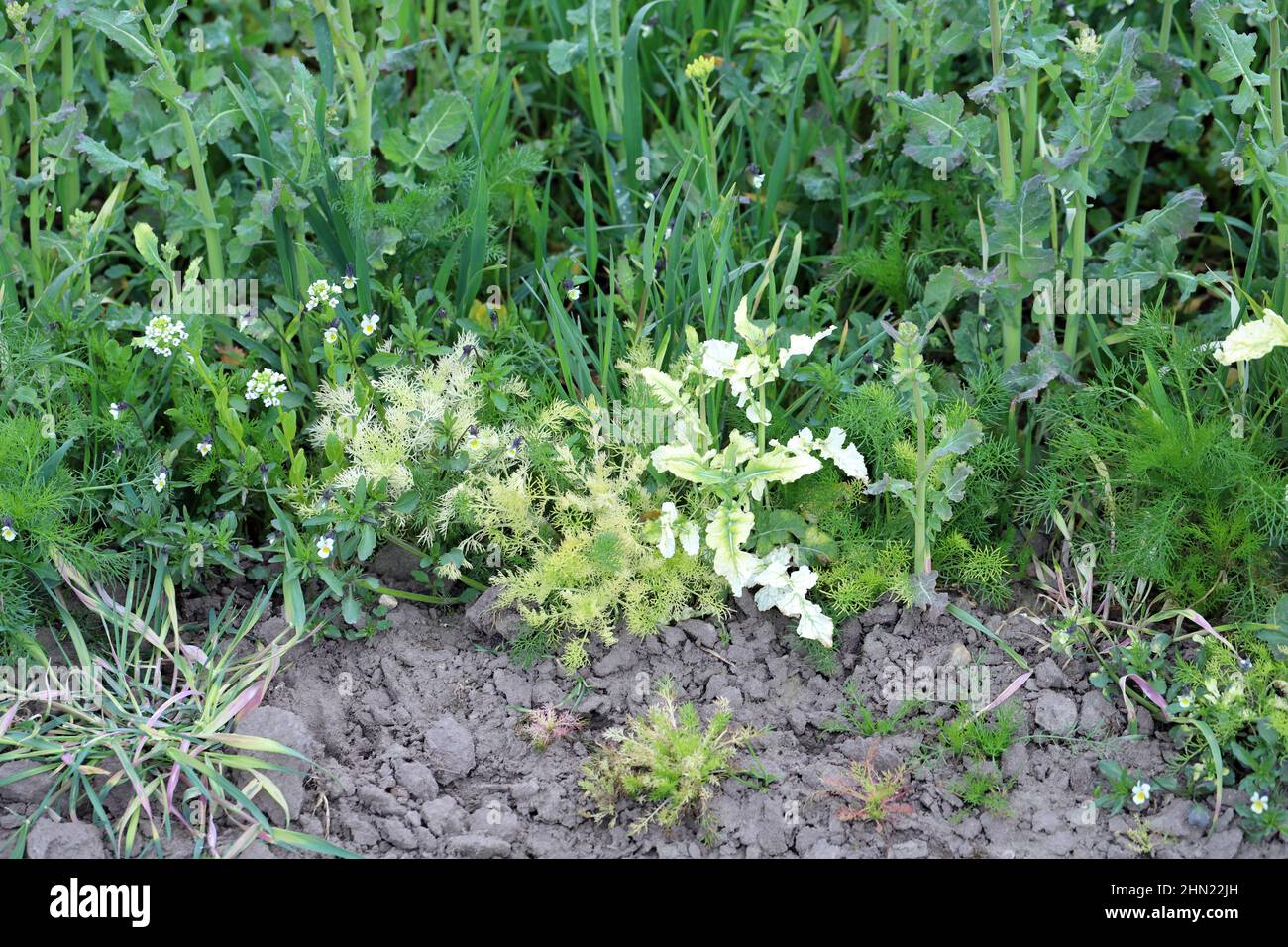 Phytotoxicity effect on plants following the drift of an herbicide ...