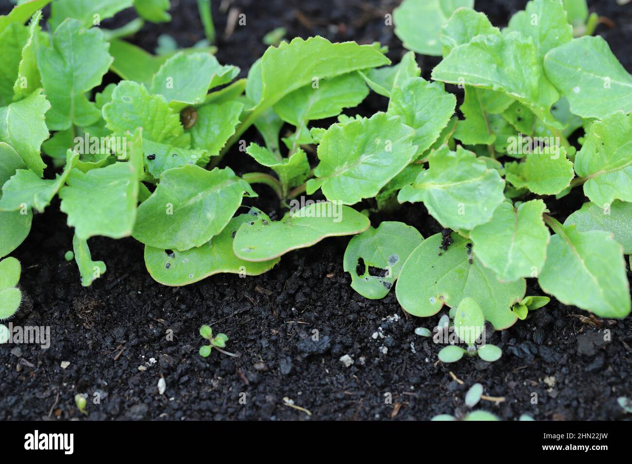 Garden snail damage hi-res stock photography and images - Alamy