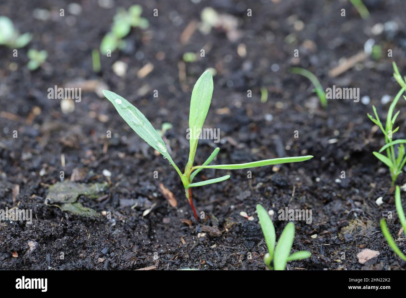 Polygonum aviculare - common knotgrass, prostrate knotweed, birdweed ...