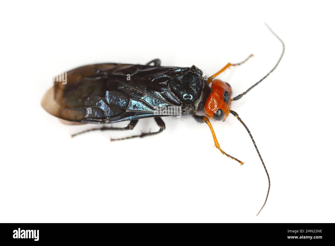 Red-headed pine sawfly or the pine false webworm (Acantholyda ...