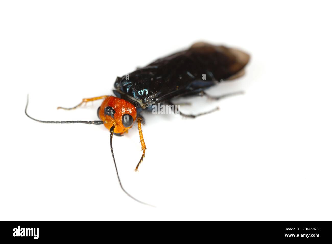 Red-headed pine sawfly or the pine false webworm (Acantholyda ...