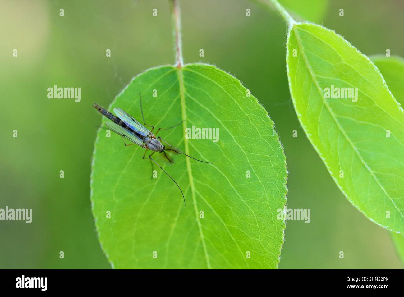 A fly from the family Chironomidae (informally known as chironomids ...