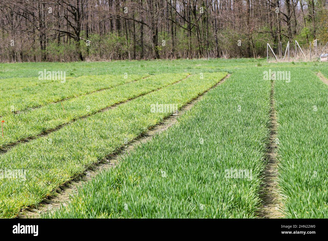 Barley yellow dwarf (BYD) is a plant disease caused by the barley ...
