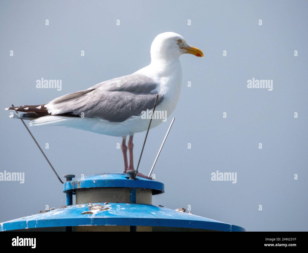 The gulls, Latin Larinae, form a subfamily within the order of plover ...