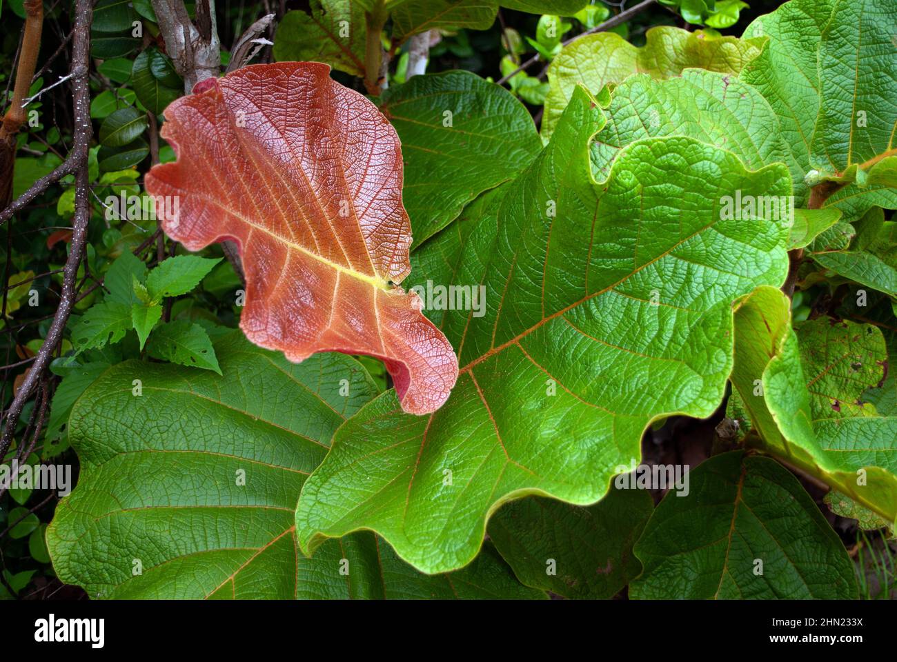 Plant native to coastal regions of the caribbean hi-res stock ...
