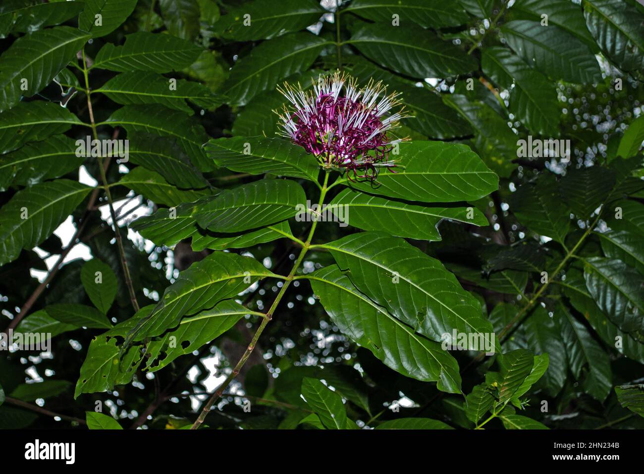 Plant of lower montane rainforest hi-res stock photography and images ...