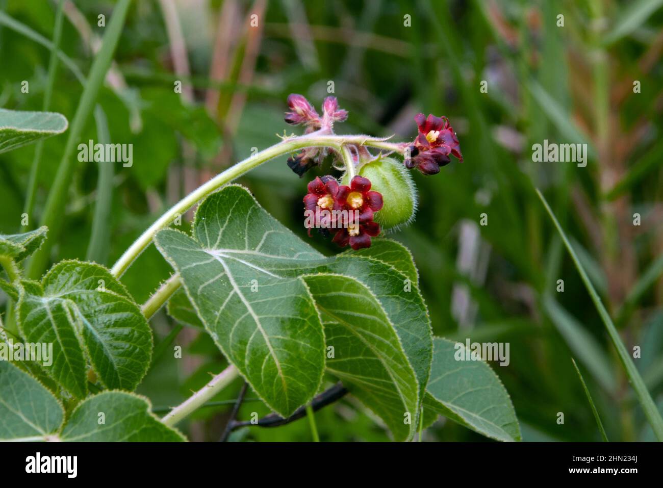 Jatropha gossypiifolia (bellyache bush) is widespread in the tropics ...