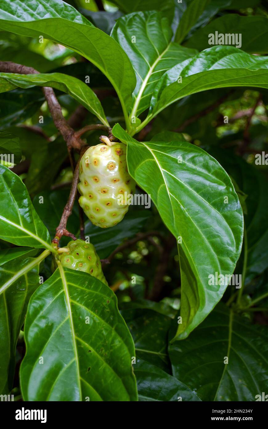 Plant of shady tropical forests hi-res stock photography and images - Alamy