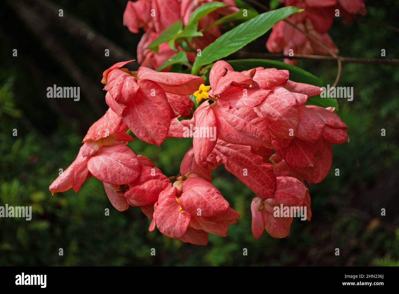 Mussaenda erythrophylla (Ashanti blood) is an evergreen West African ...