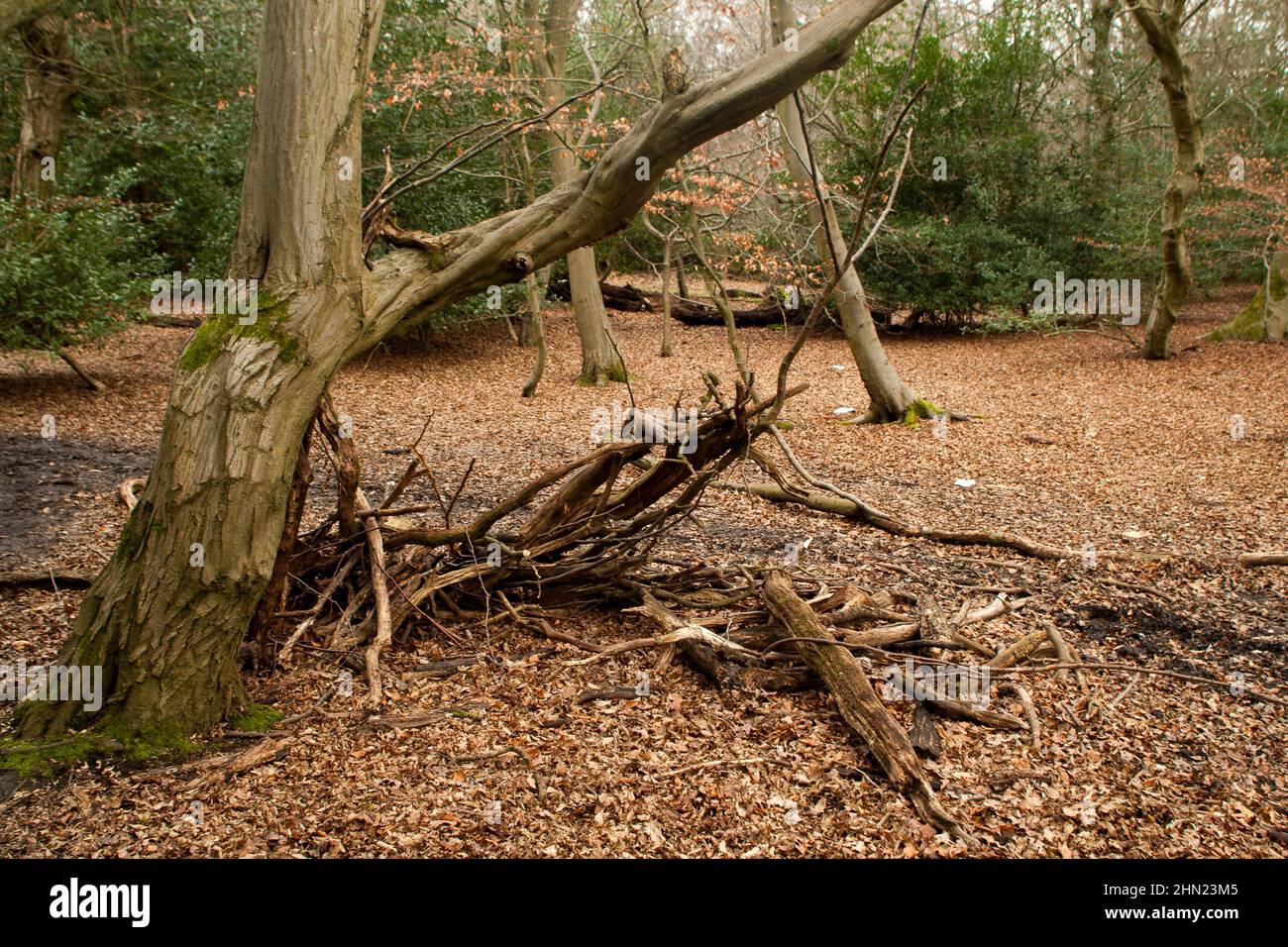 Epping Forest Essex, England UK Europe Stock Photo - Alamy