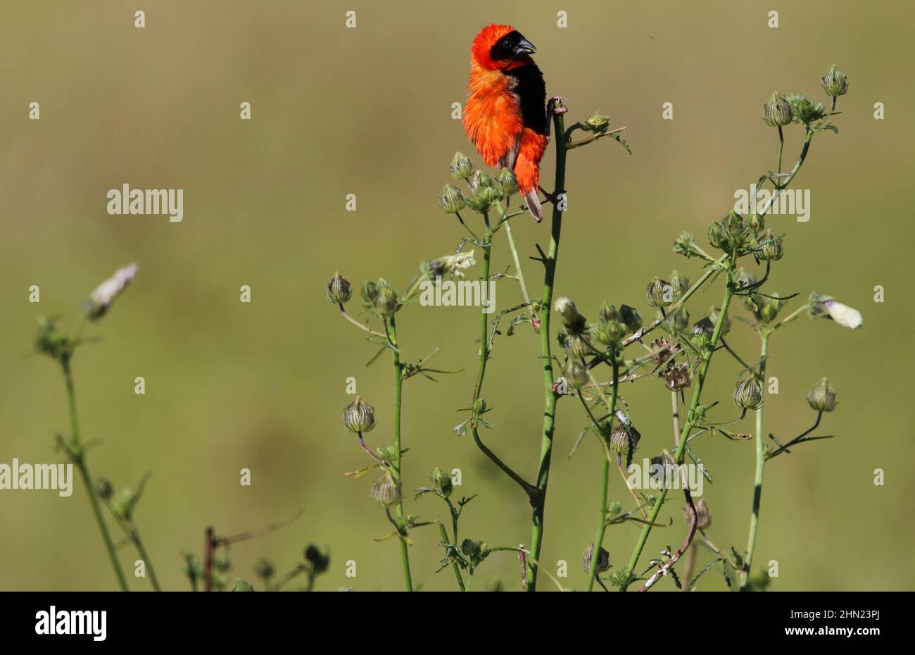 Red Bishop, South Africa Stock Photo - Alamy