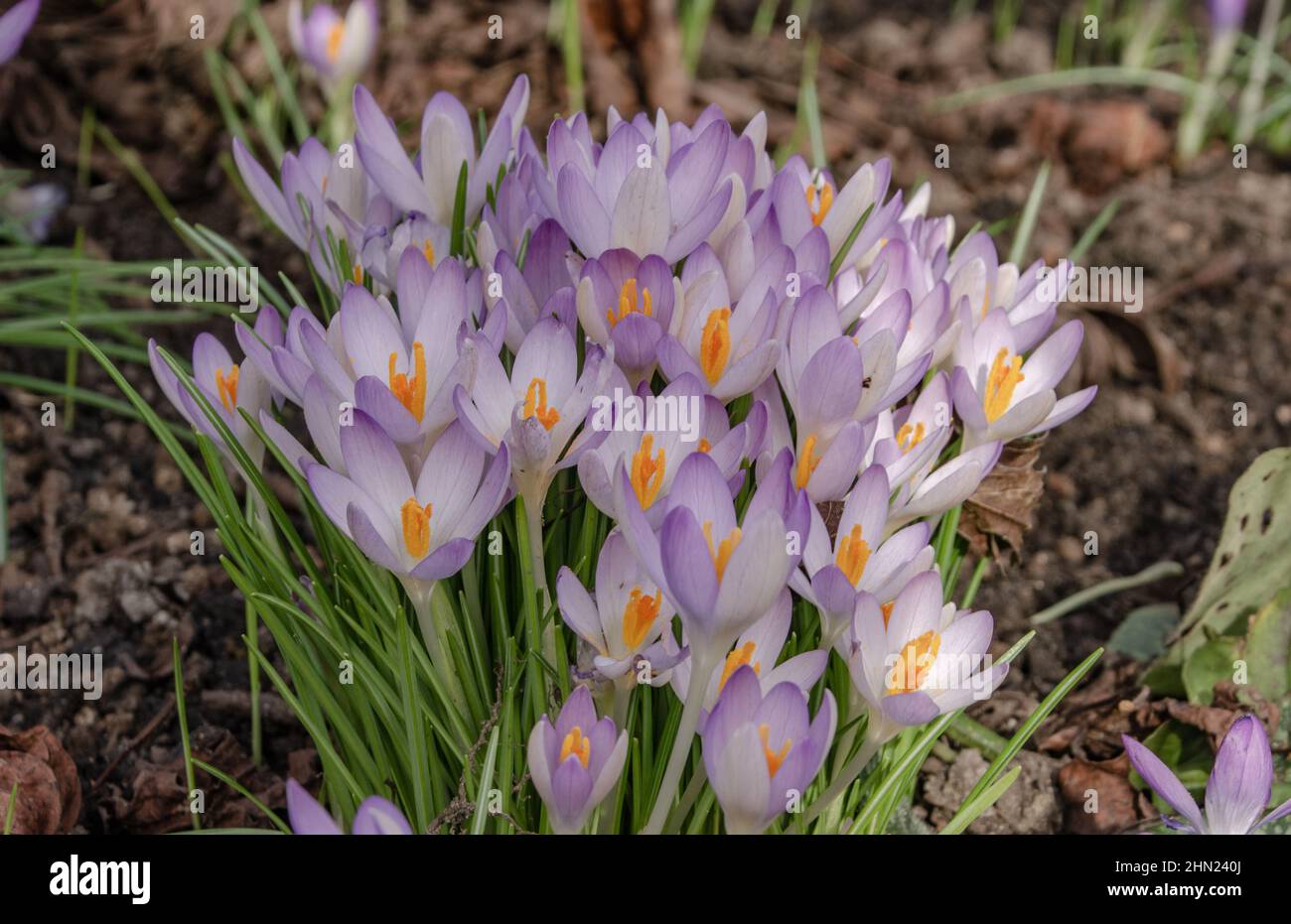 The crocuses are a plant genus of the iris family. The approximately ...