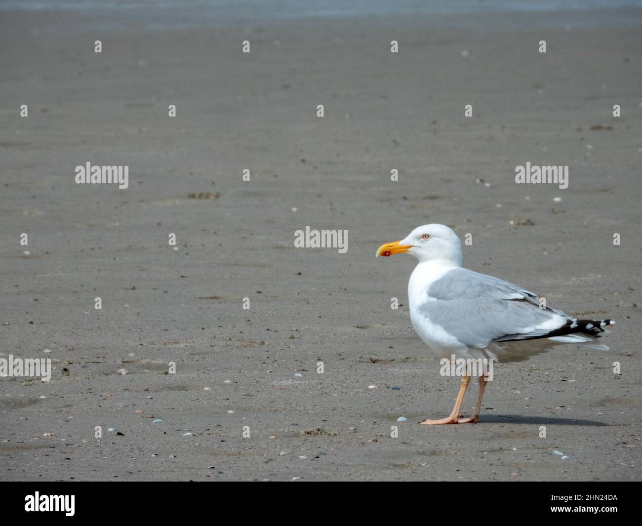 The gulls, Latin Larinae, form a subfamily within the order of plover ...
