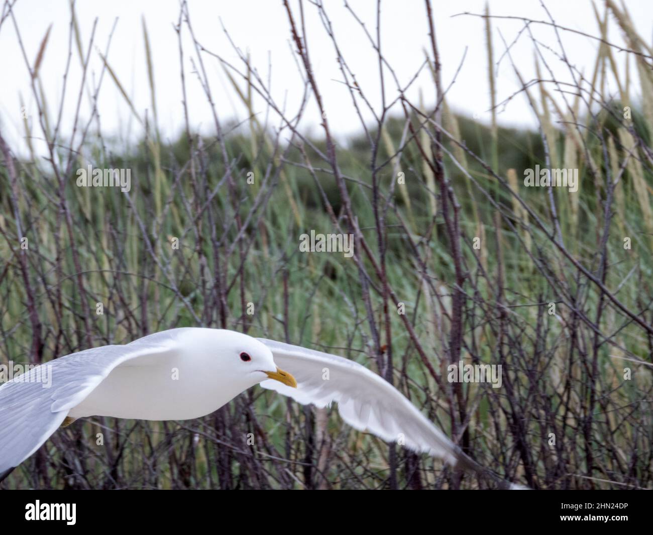 The gulls, Latin Larinae, form a subfamily within the order of plover ...