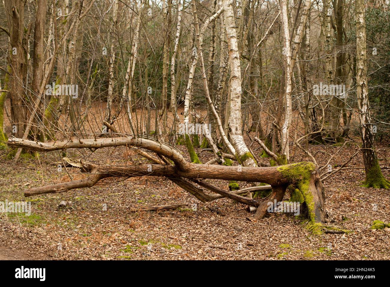 Epping Forest Essex, England UK Europe Stock Photo - Alamy