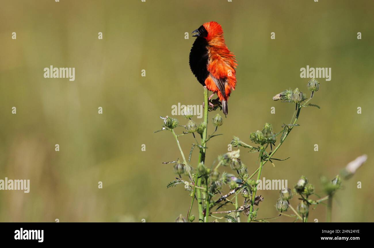 Red Bishop, South Africa Stock Photo - Alamy