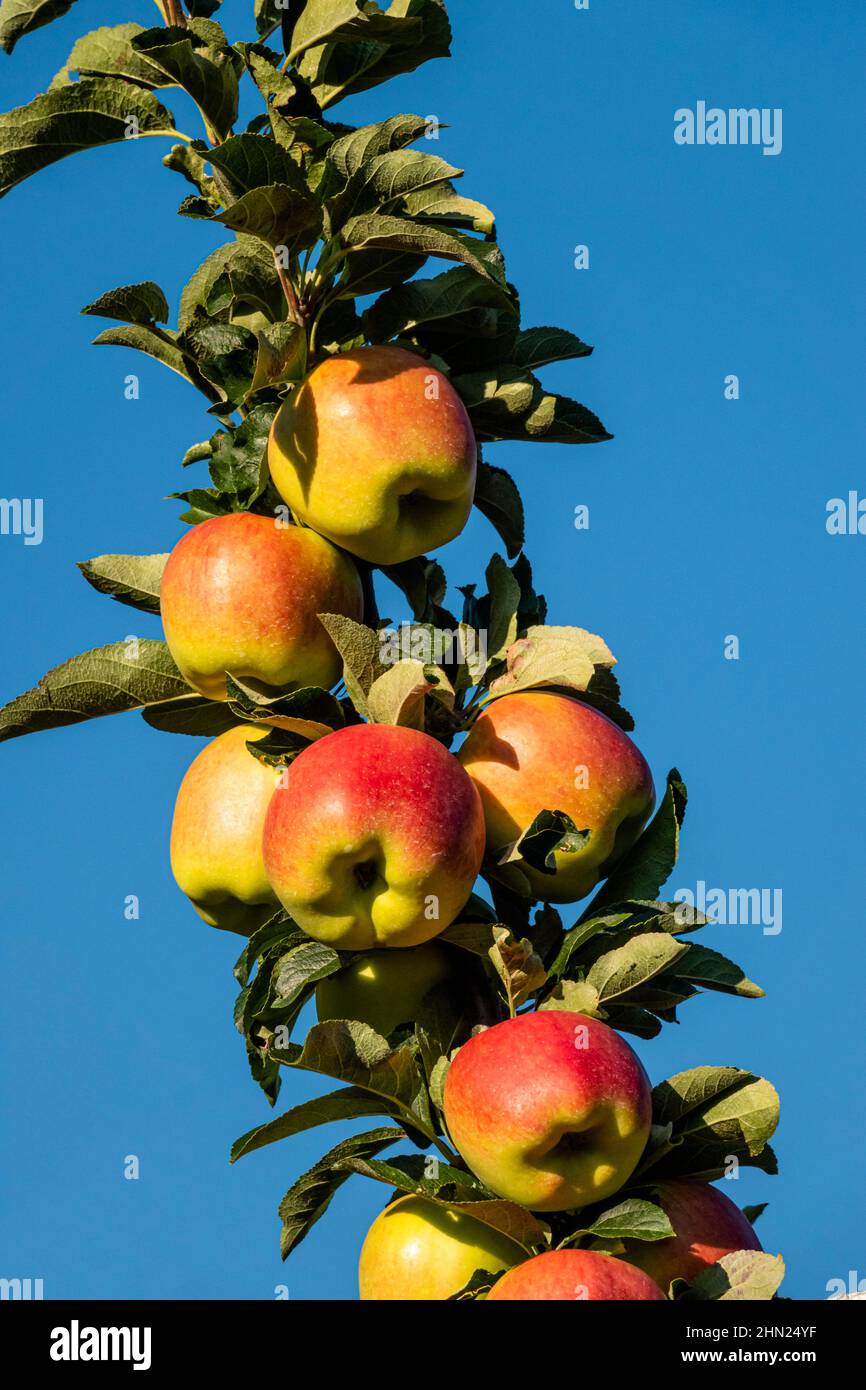 Apfelbaum, Spalierobst vor blauem Himmel, apple tree, espalier fruit ...