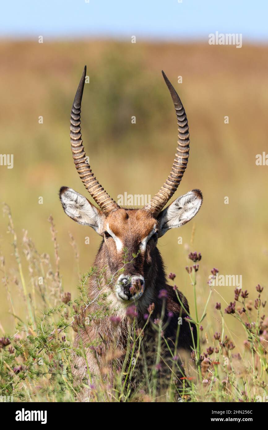 Waterbuck Bull, South Africa Stock Photo - Alamy